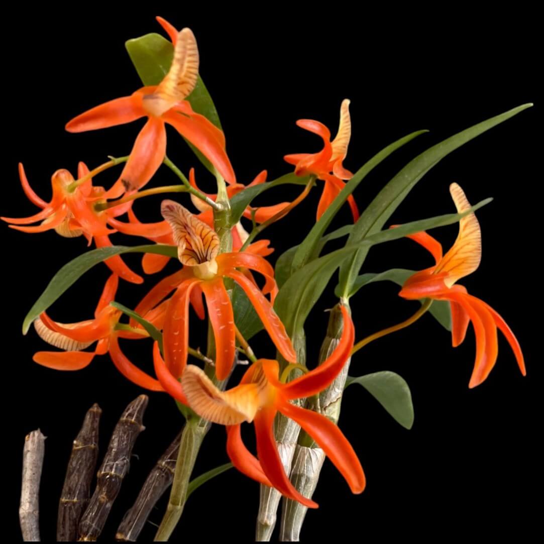 Dendrobium Unicum - Rare Orange Orchid With Easy Care