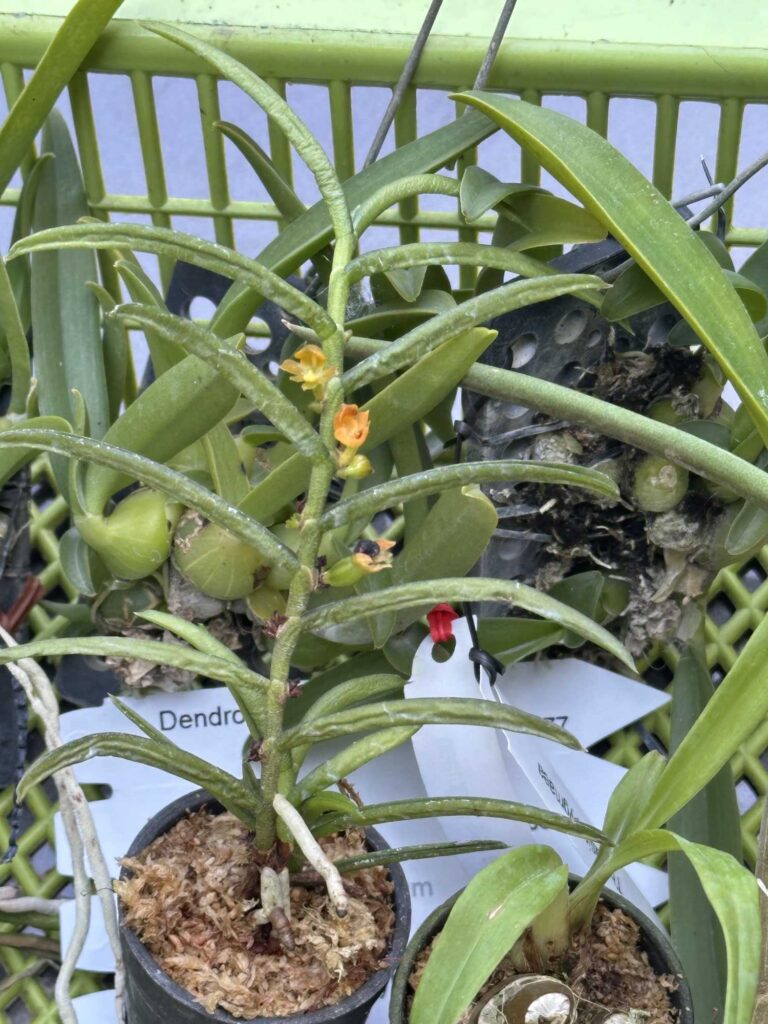 Rare Orchid Adenoncos Parviflora - SibOrchid.comfor Sale