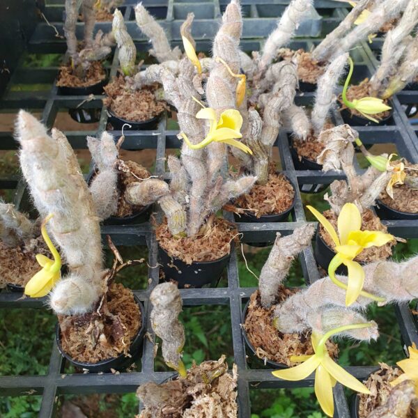 Orchid Species Dendrobium Senile For Sale - SibOrchid.com