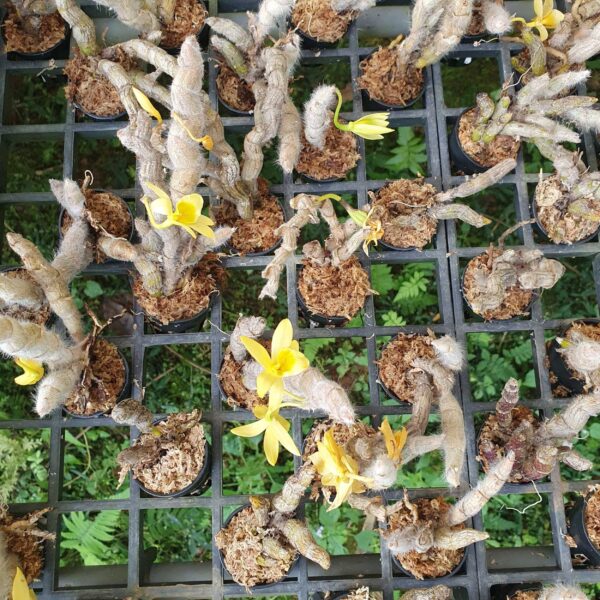 Orchid Species Dendrobium Senile For Sale - SibOrchid.com