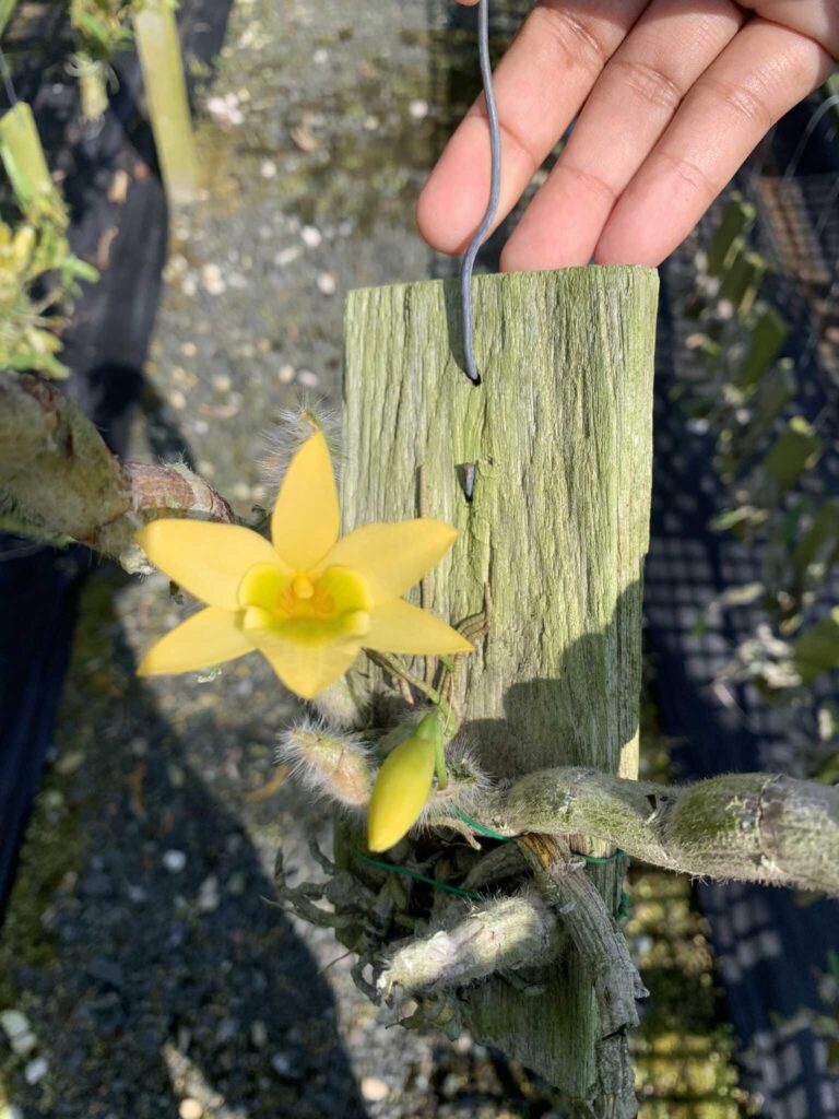 Orchid Species Dendrobium Senile For Sale - SibOrchid.com