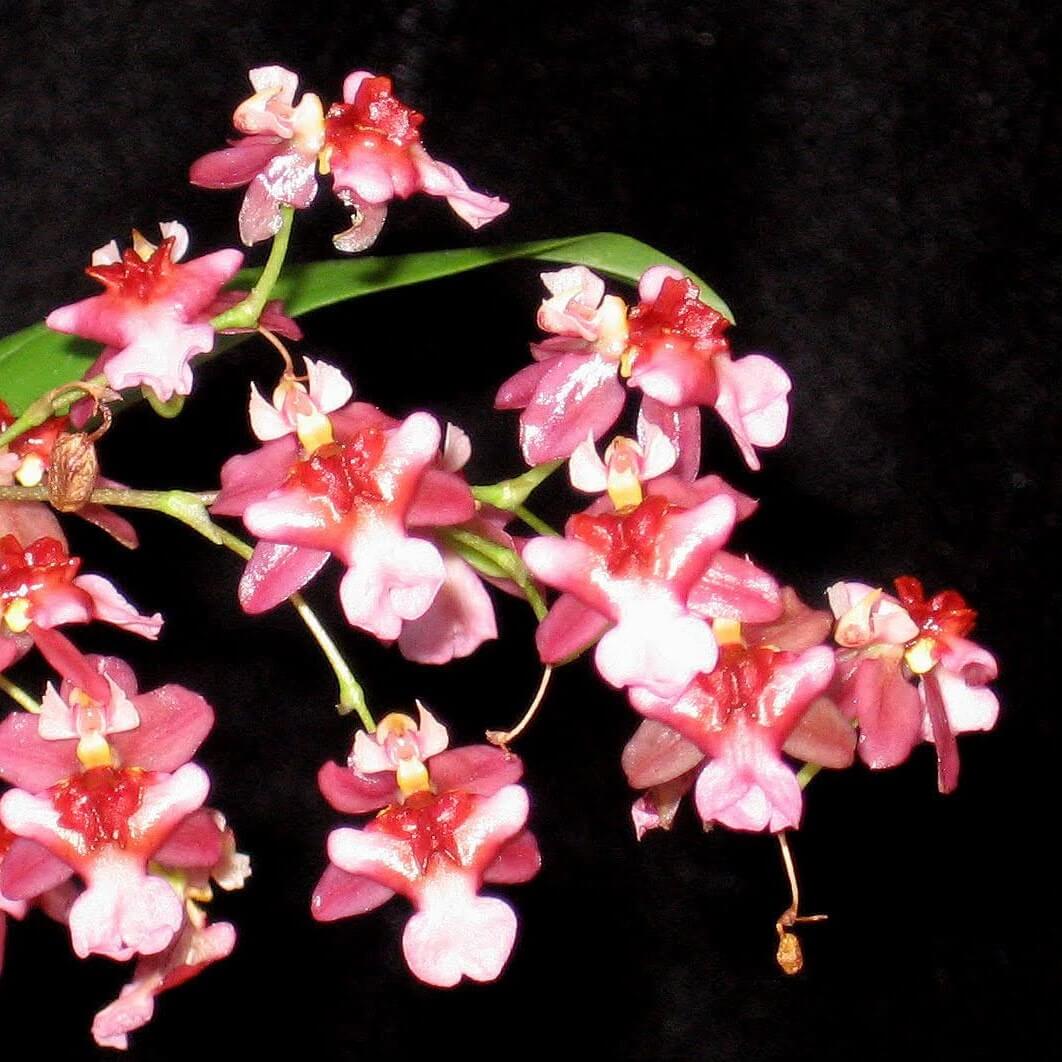 Oncidium Twinkle (Bloom Size) | Sib Orchid | January 11, 2025
