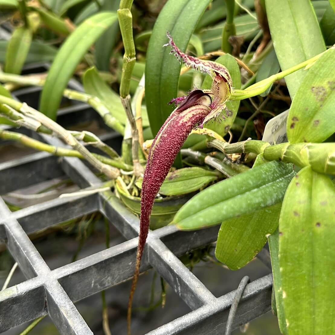 Rare Orchid Species Bulbophyllum Fascinator | SibOrchid.com