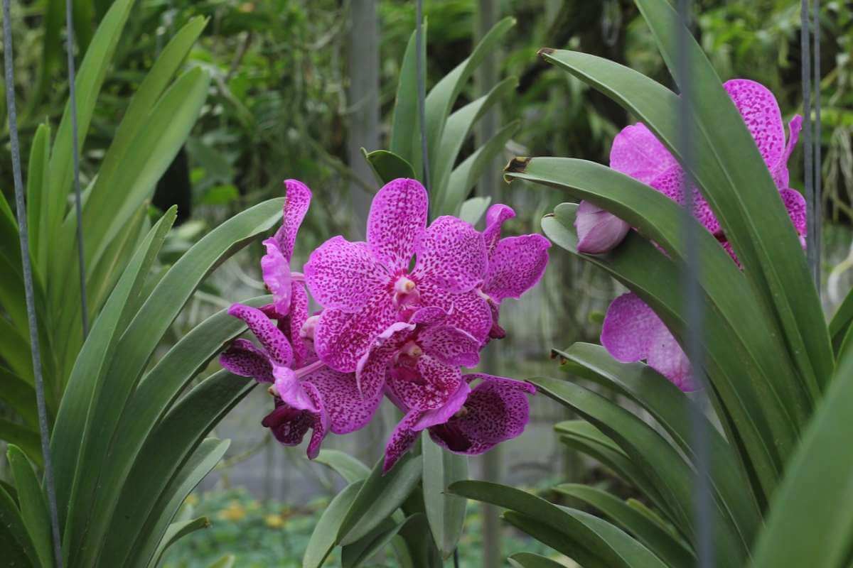 Treat Your Vanda Hybrids With These Winter Care Tips | SibOrchid.com 2026