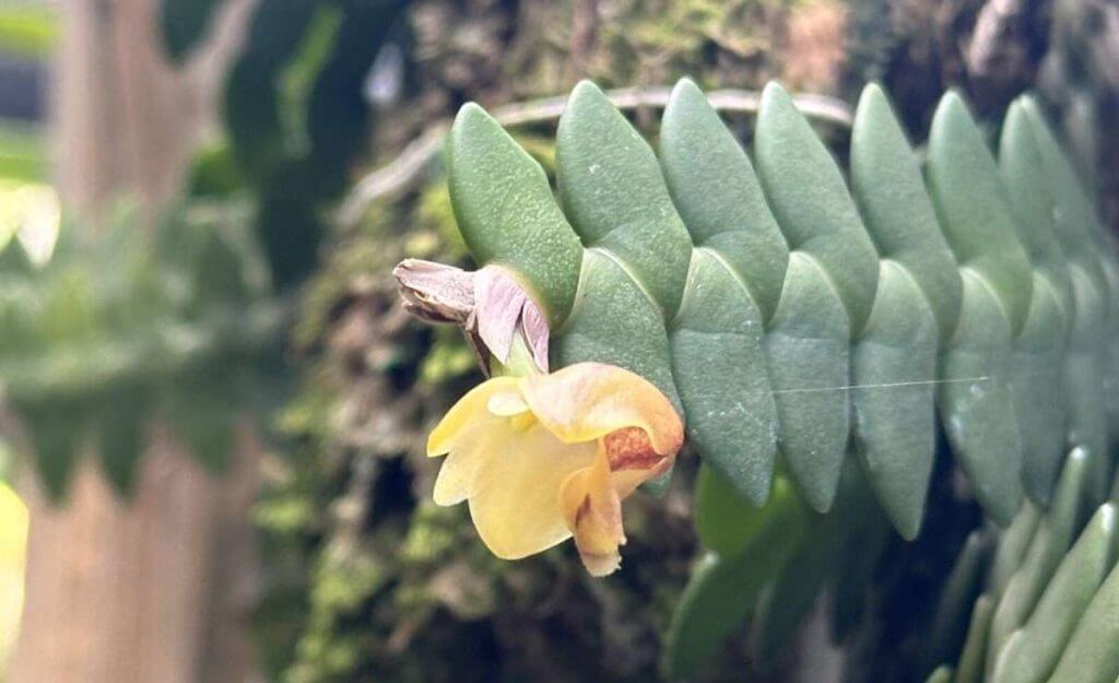 Care Tips Dendrobium leonis - SibOrchid.com