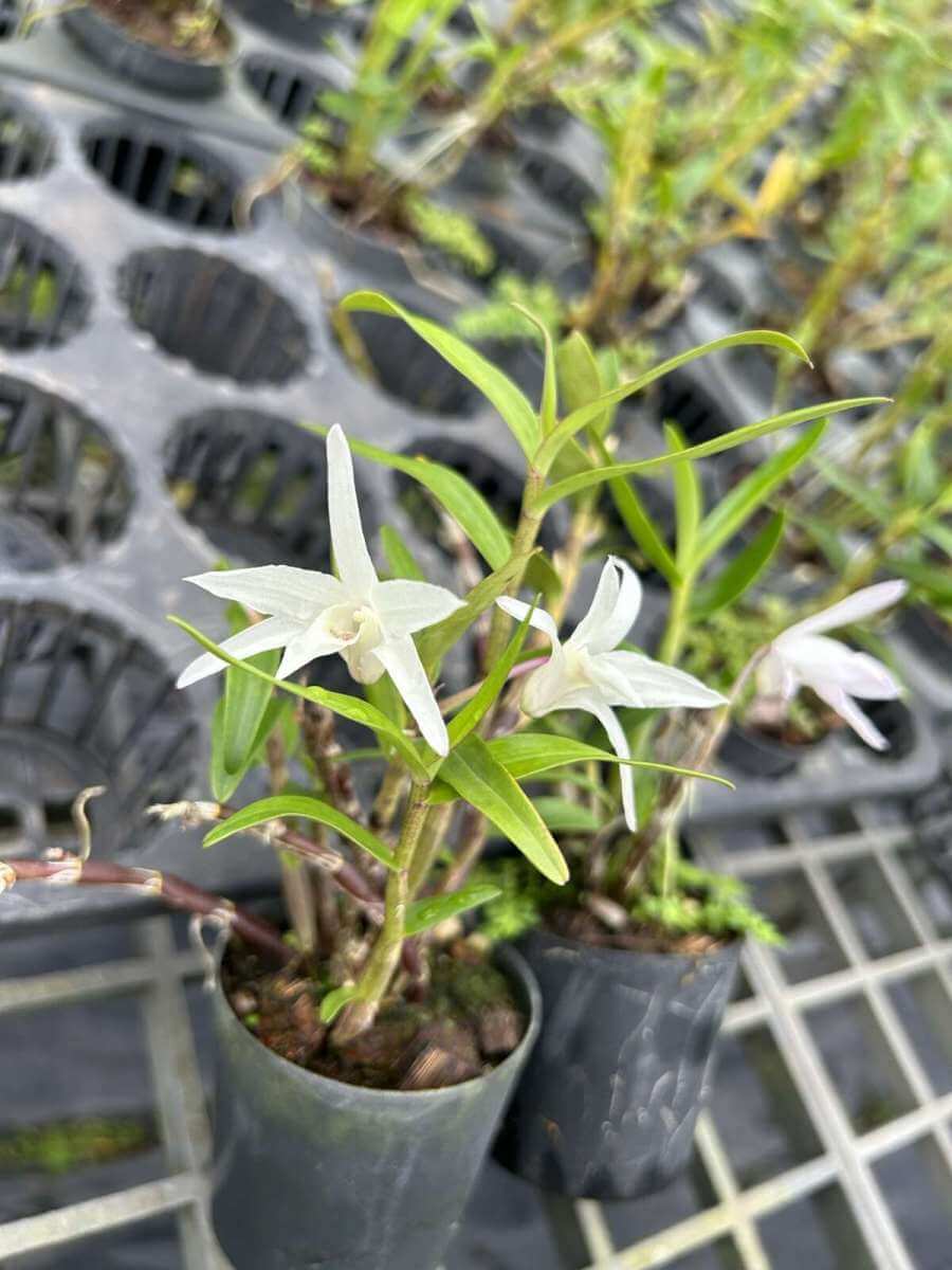 Rare Orchid Dendrobium Moniliforme | For Sale SibOrchid.com