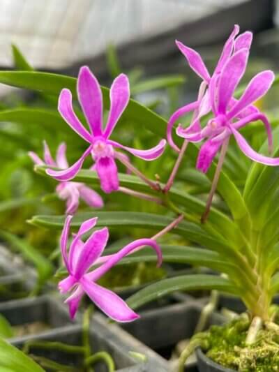 Care Tips Dendrobium Leonis | SibOrchid.com 2025