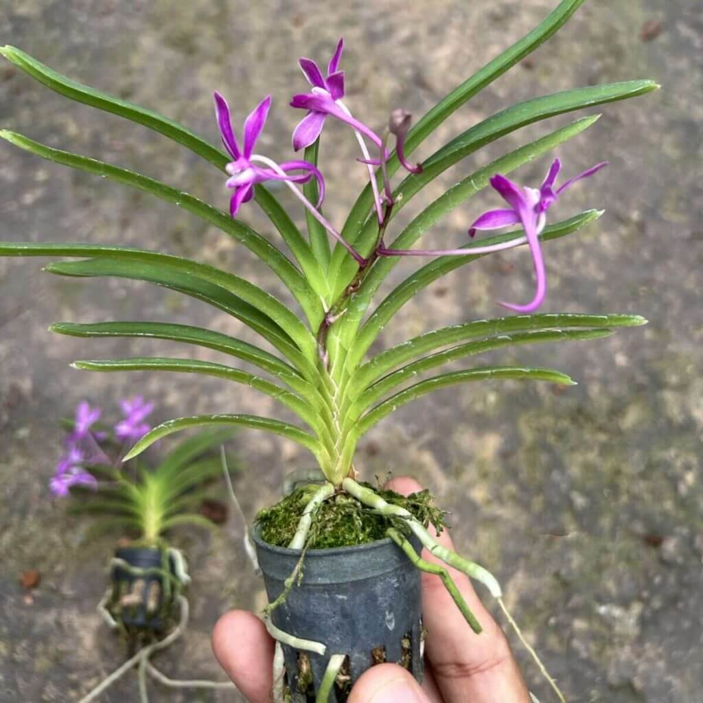 Rare Orchid Species Neofinetia Falcata Koto'x Shutennou Pink ...