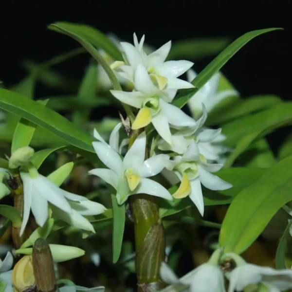 Rare Orchid Species Dendrobium Scabrilingue (1" Pot) | SibOrchid.com