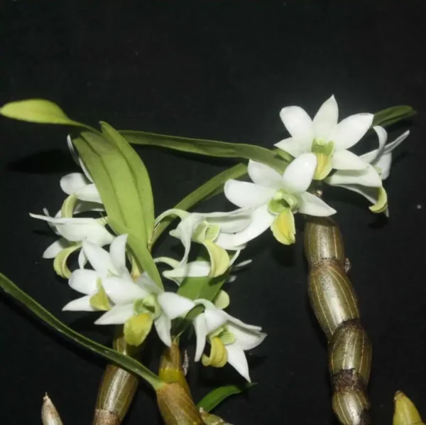 Rare Orchid Species Dendrobium Scabrilingue (1" Pot) | SibOrchid.com