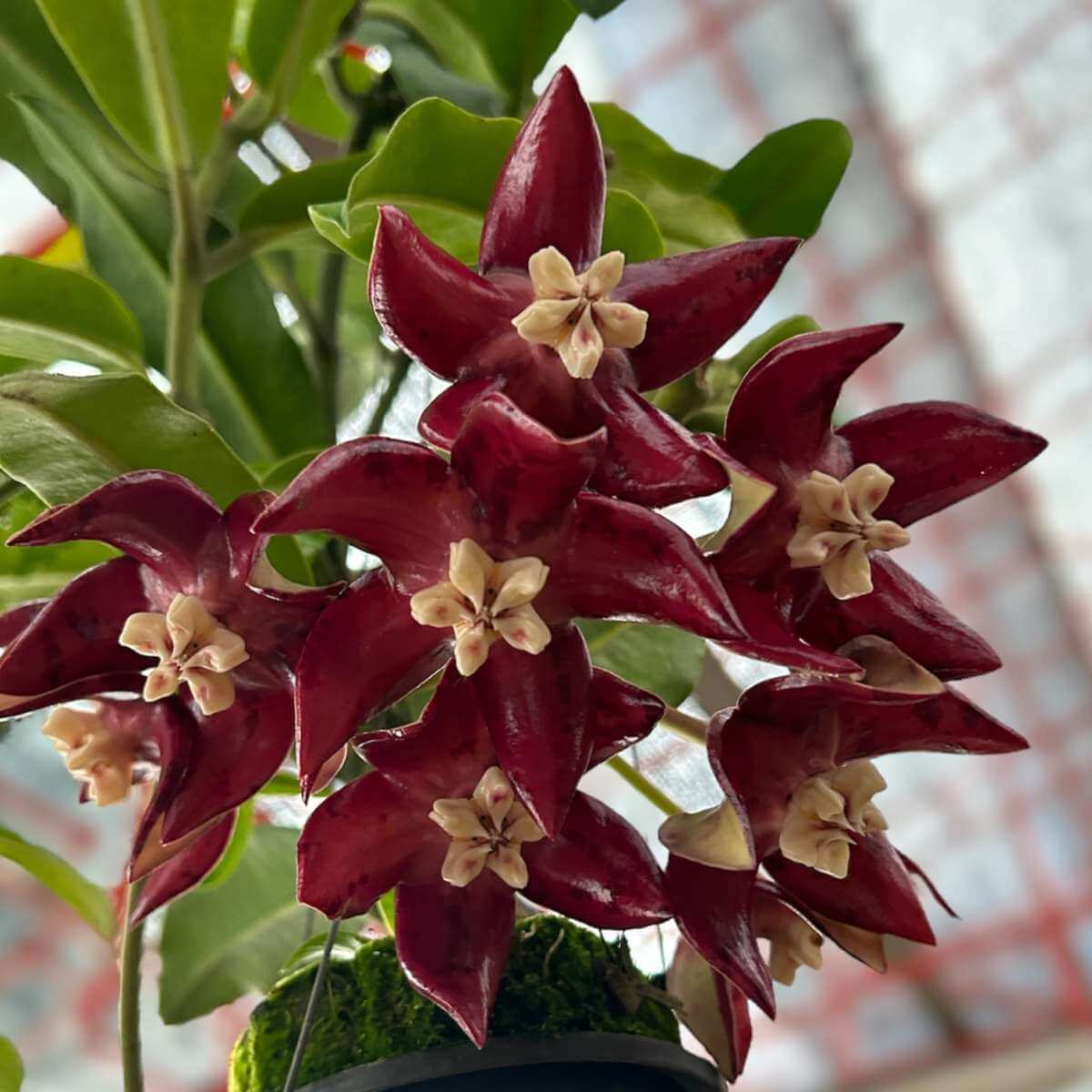 Hoya Species Hoya Imperialis Red | For Sale SibOrchid.com