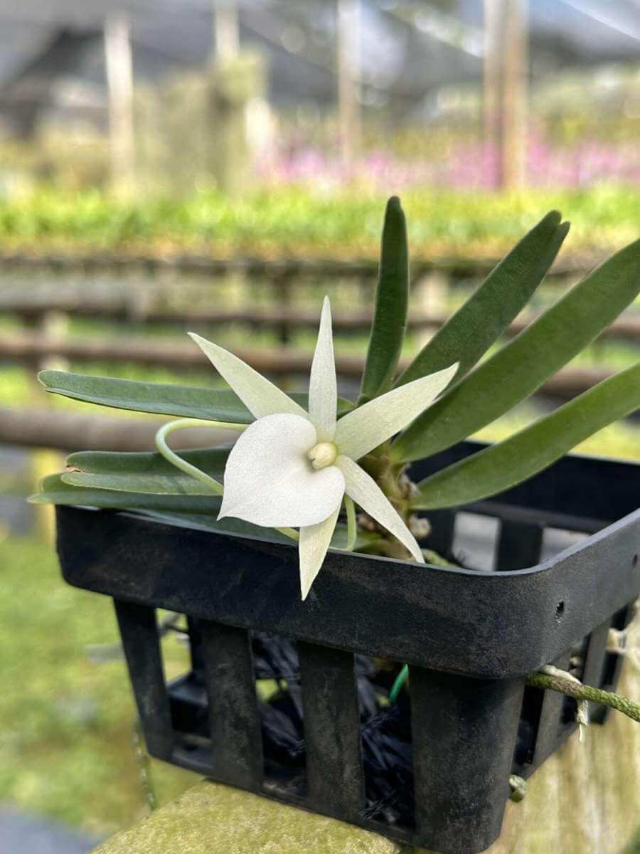 Angraecum Didieri | SibOrchid.com | August 24, 2025