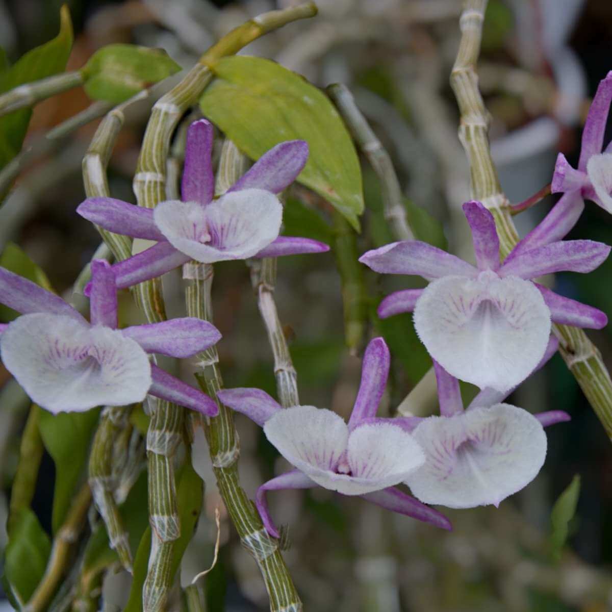 Rare Orchid Dendrobium Primulinum | SibOrchid.com