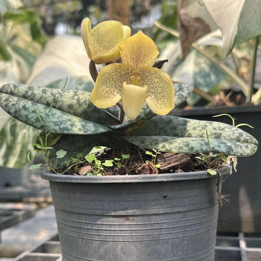Paphiopedilum Concolor | SibOrchid.com | April 25, 2025
