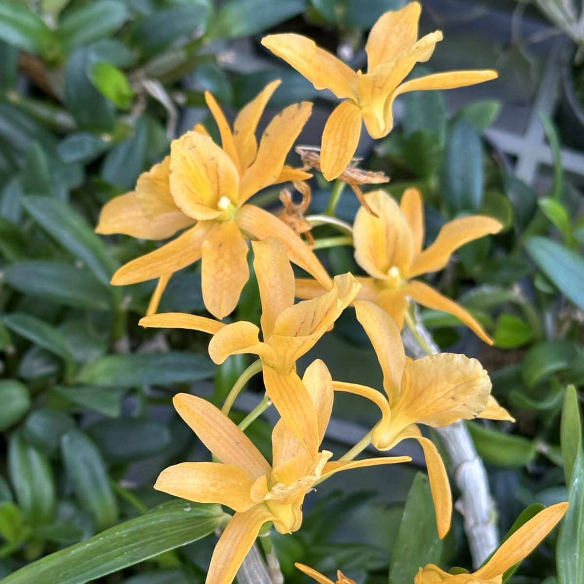 Dendrobium Hybrids Den Unicum X Den Nobile White