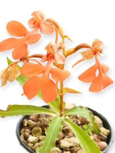 Care Tips Dendrobium Leonis | SibOrchid.com 2025
