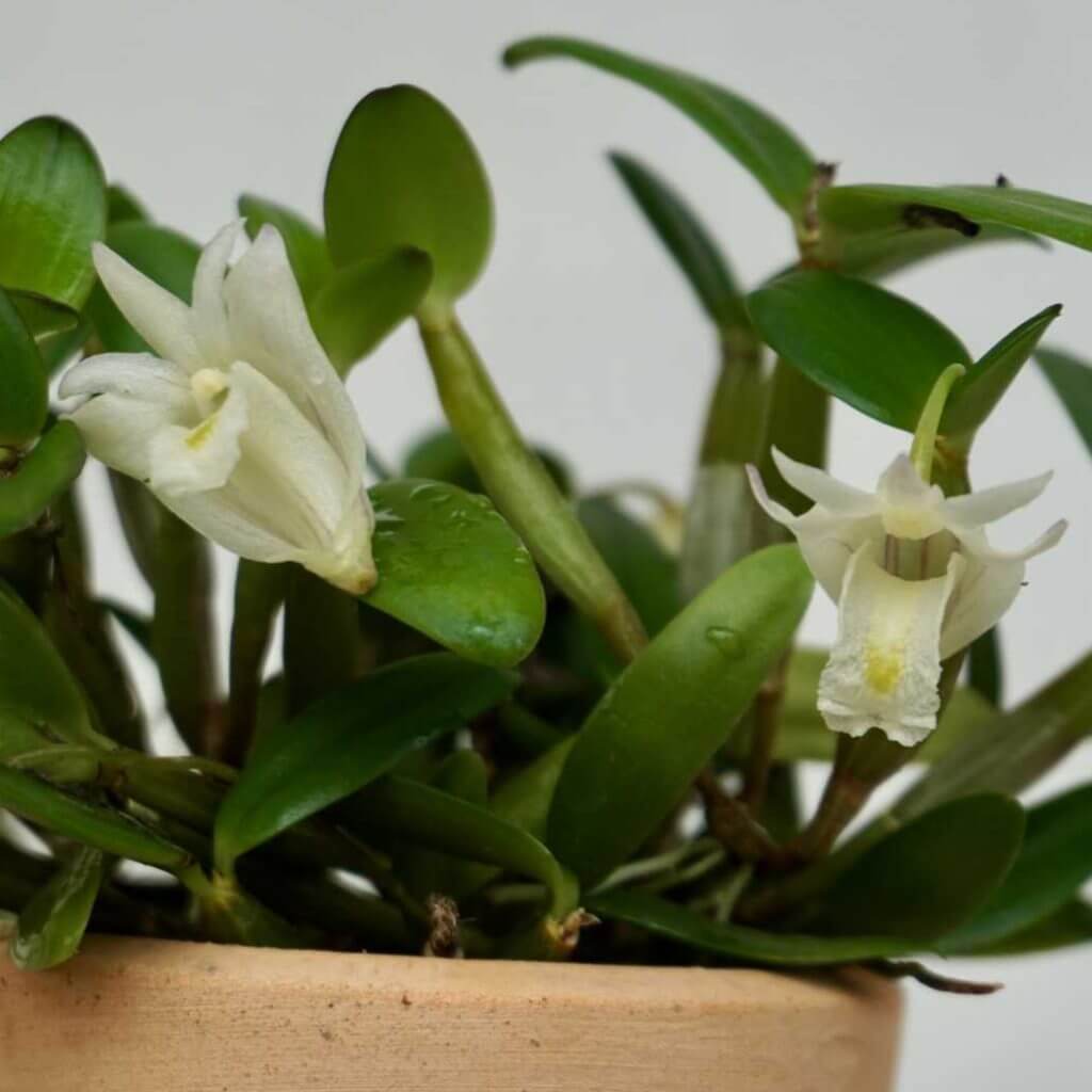Care Tips Dendrobium Leonis | SibOrchid.com 2025