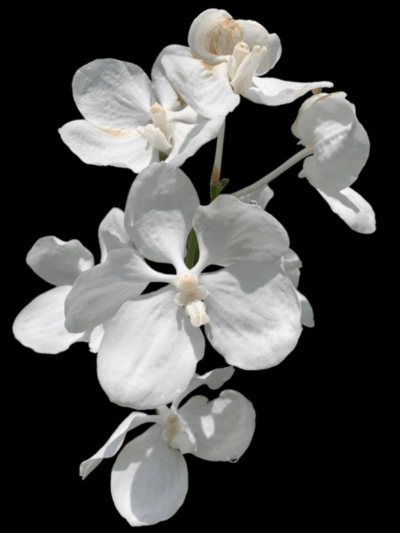 Care Tips Dendrobium Leonis | SibOrchid.com 2025