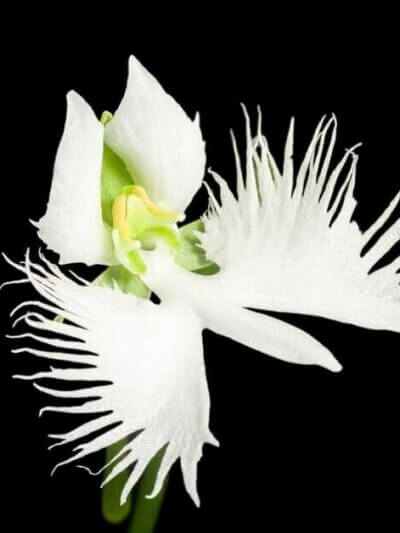 Care Tips Dendrobium Leonis | SibOrchid.com 2025