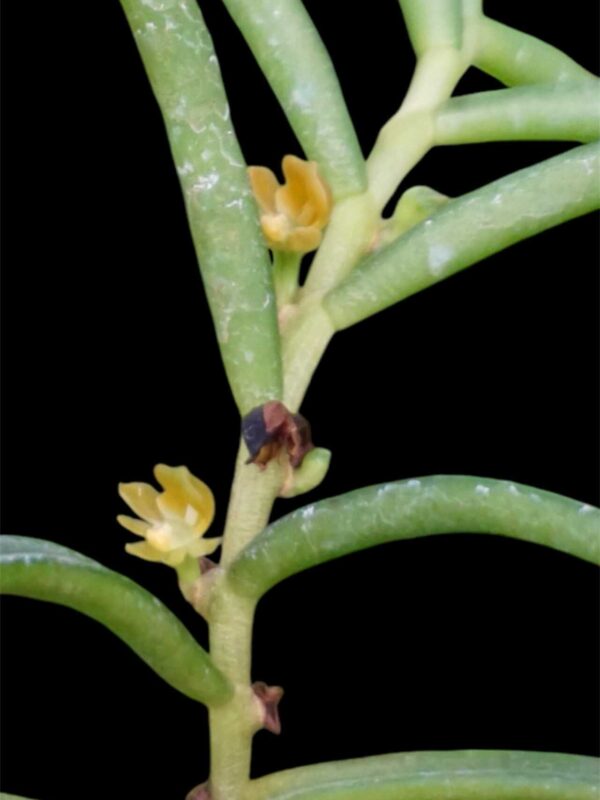 Care Tips Dendrobium Leonis | SibOrchid.com 2025