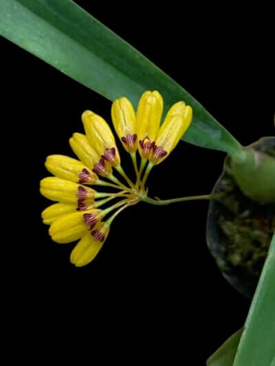 Care Tips Dendrobium Leonis | SibOrchid.com 2025