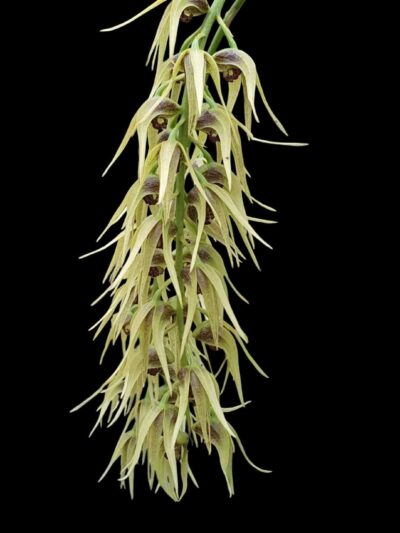 Buy Orchids Online | Exotic Plants And More - SibOrchid.com