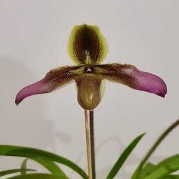 Care Tips Dendrobium Leonis | SibOrchid.com 2025