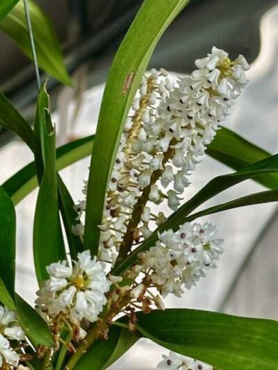 Care Tips Dendrobium Leonis | SibOrchid.com 2025