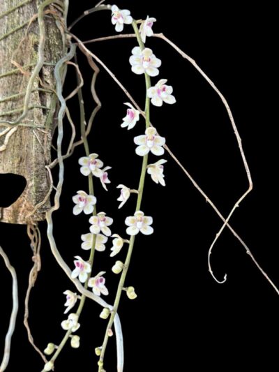 Care Tips Dendrobium Leonis | SibOrchid.com 2025