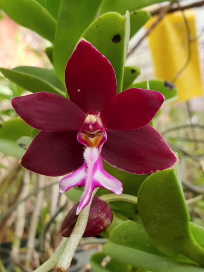 Care Tips Dendrobium Leonis | SibOrchid.com 2025