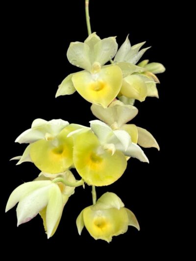 Care Tips Dendrobium Leonis | SibOrchid.com 2025