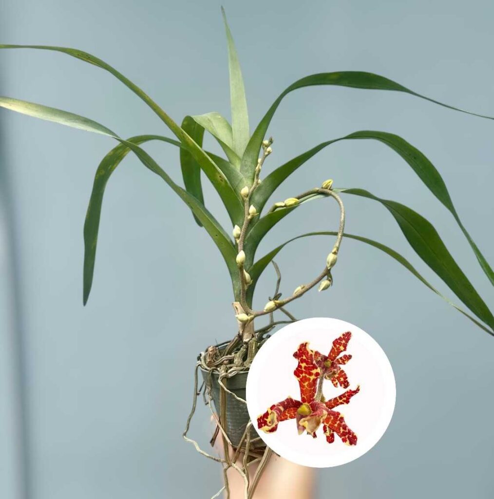 Care Tips Dendrobium Leonis | SibOrchid.com 2025