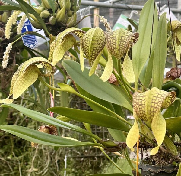 The Beauty of Bulbophyllum: A Guide to This Unusual Orchid Genus ...