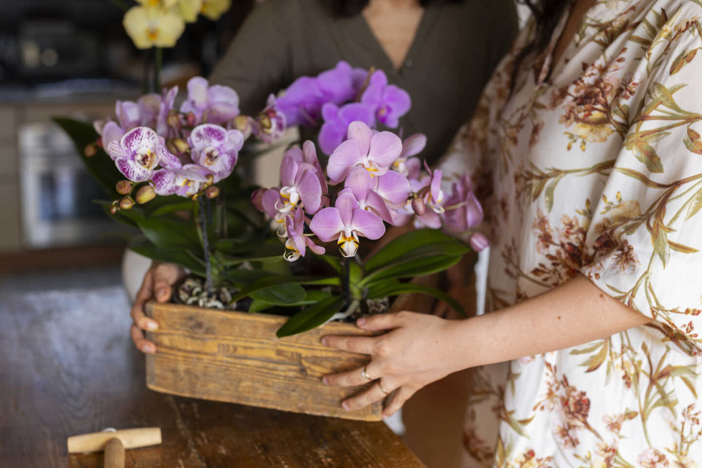 Miniature Orchid Collection Archives | SibOrchid.com