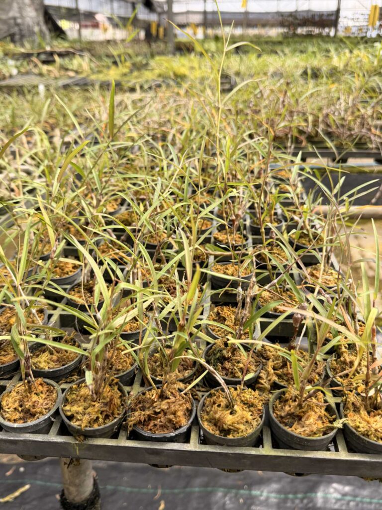 Dendrobium Falconeri Fragrance Orchid For Sale - SibOrchid.com