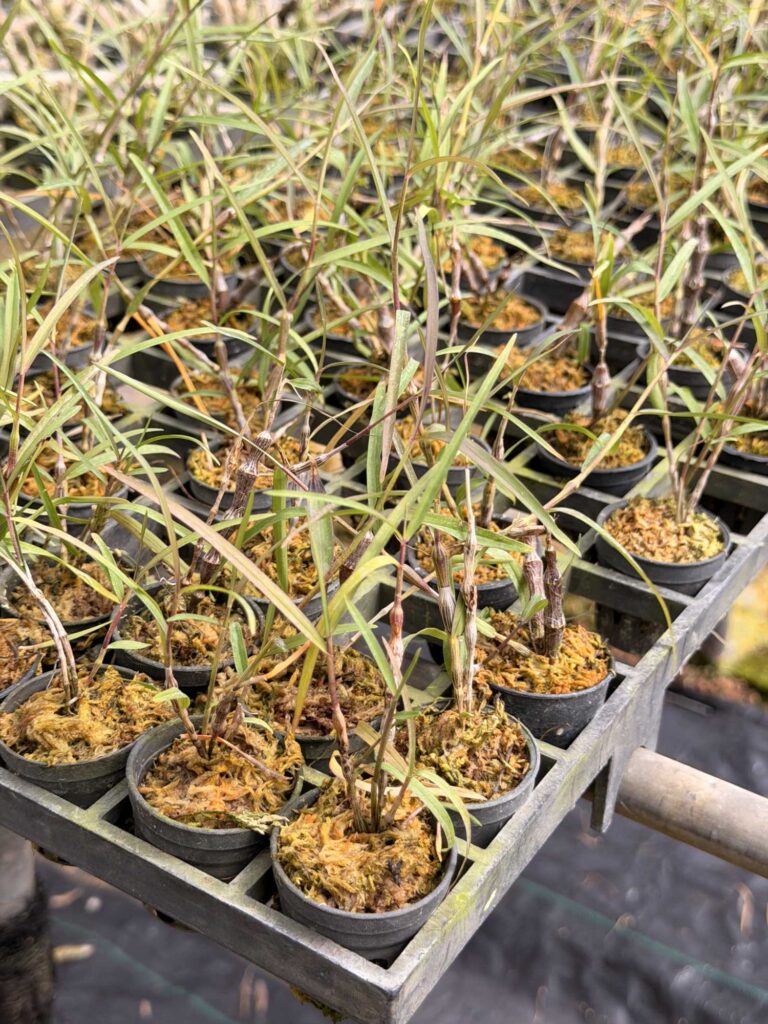 Dendrobium Falconeri Fragrance Orchid For Sale - SibOrchid.com