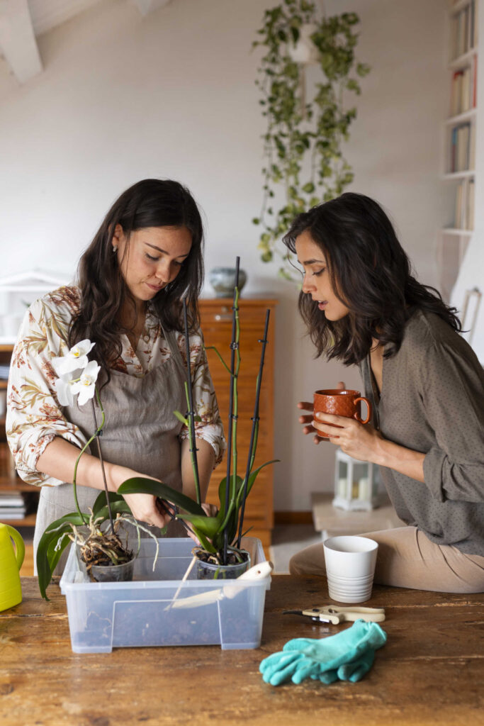 Orchid Shop Online – Buy Rare Tropical Orchids At SibOrchid.com